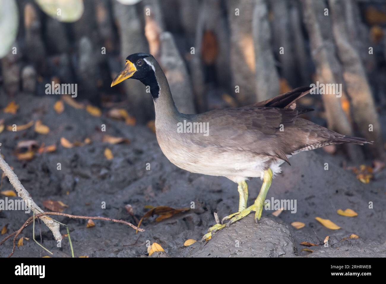 masked finfoot (Heliopais personata), walking through silt, side view ...