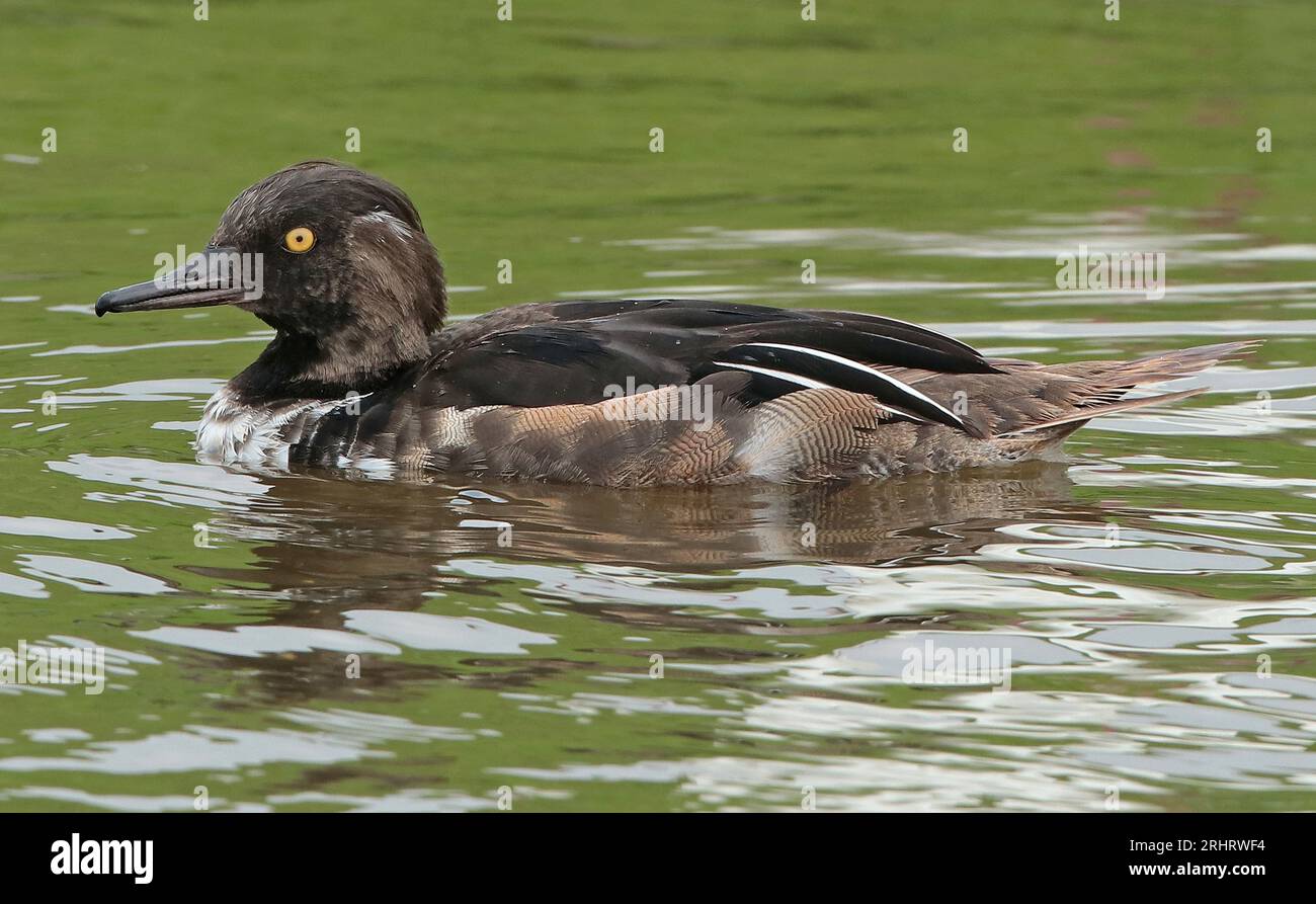 Hooded merganser (Mergus cucullatus, Lophodytes cucullatus), adult male ...