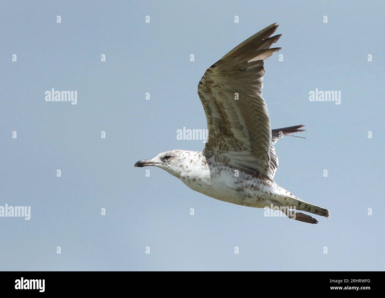 lesser black-backed gull (Larus fuscus), Second calendar year Lesser ...