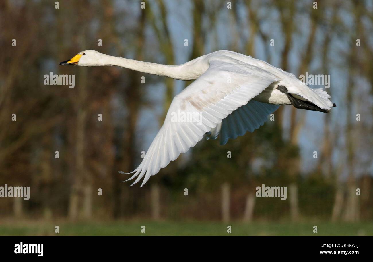 whooper swan (Cygnus cygnus), young swan in flight, side view ...