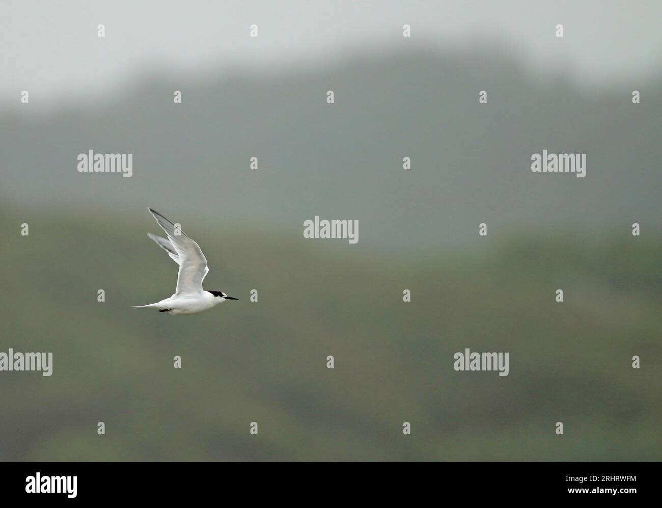 roseate tern (Sterna dougallii), Second calendar year Roseate Tern in ...