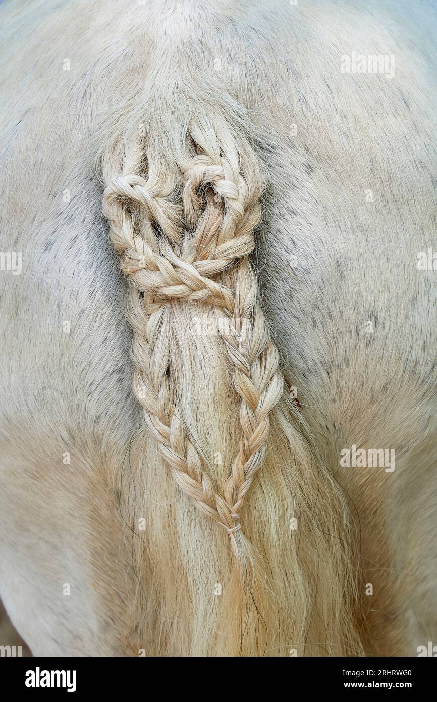 Horse tail braid hi-res stock photography and images - Alamy