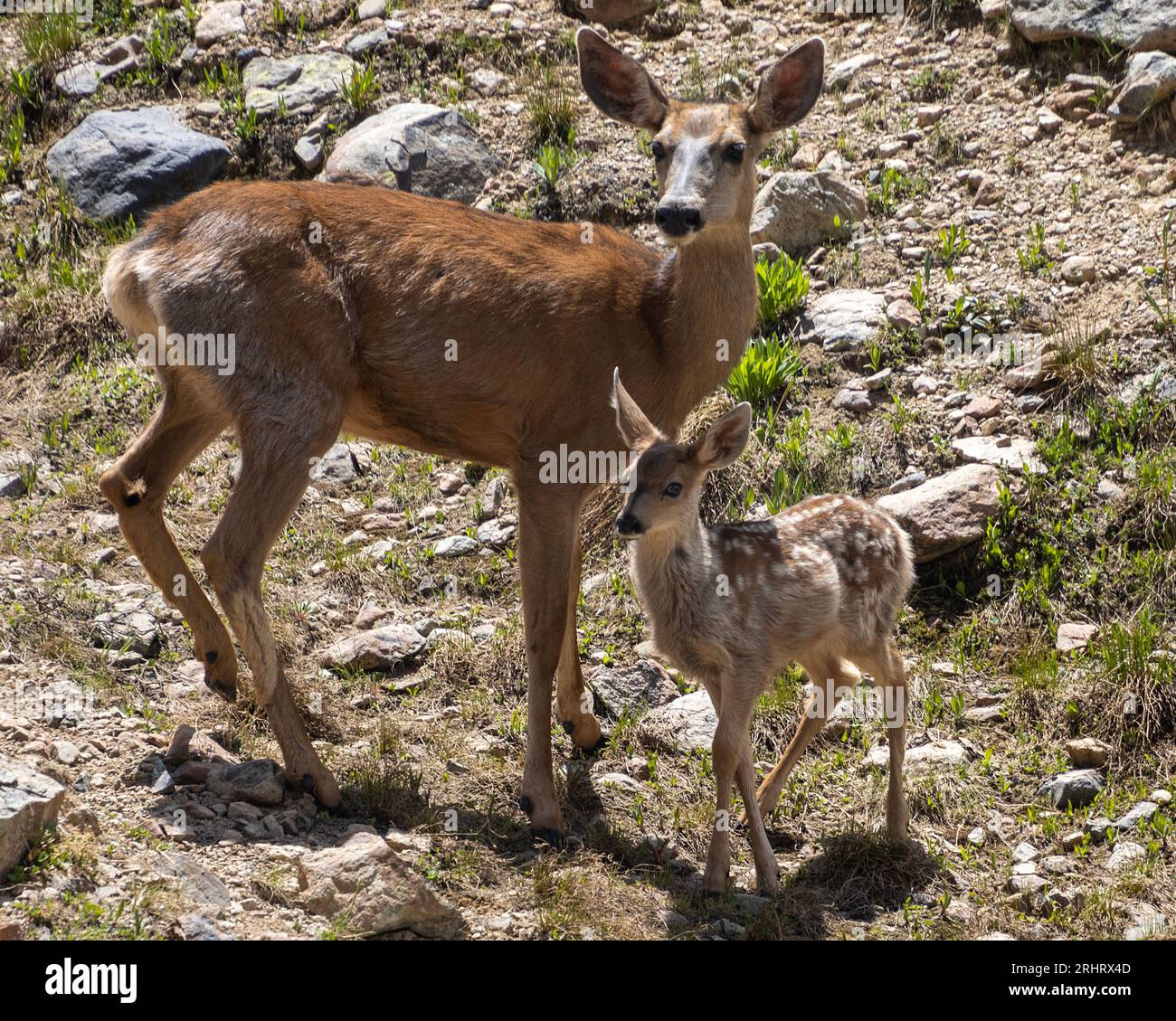 Mule deer family picture. Mother and fawn in the wild Stock Photo - Alamy