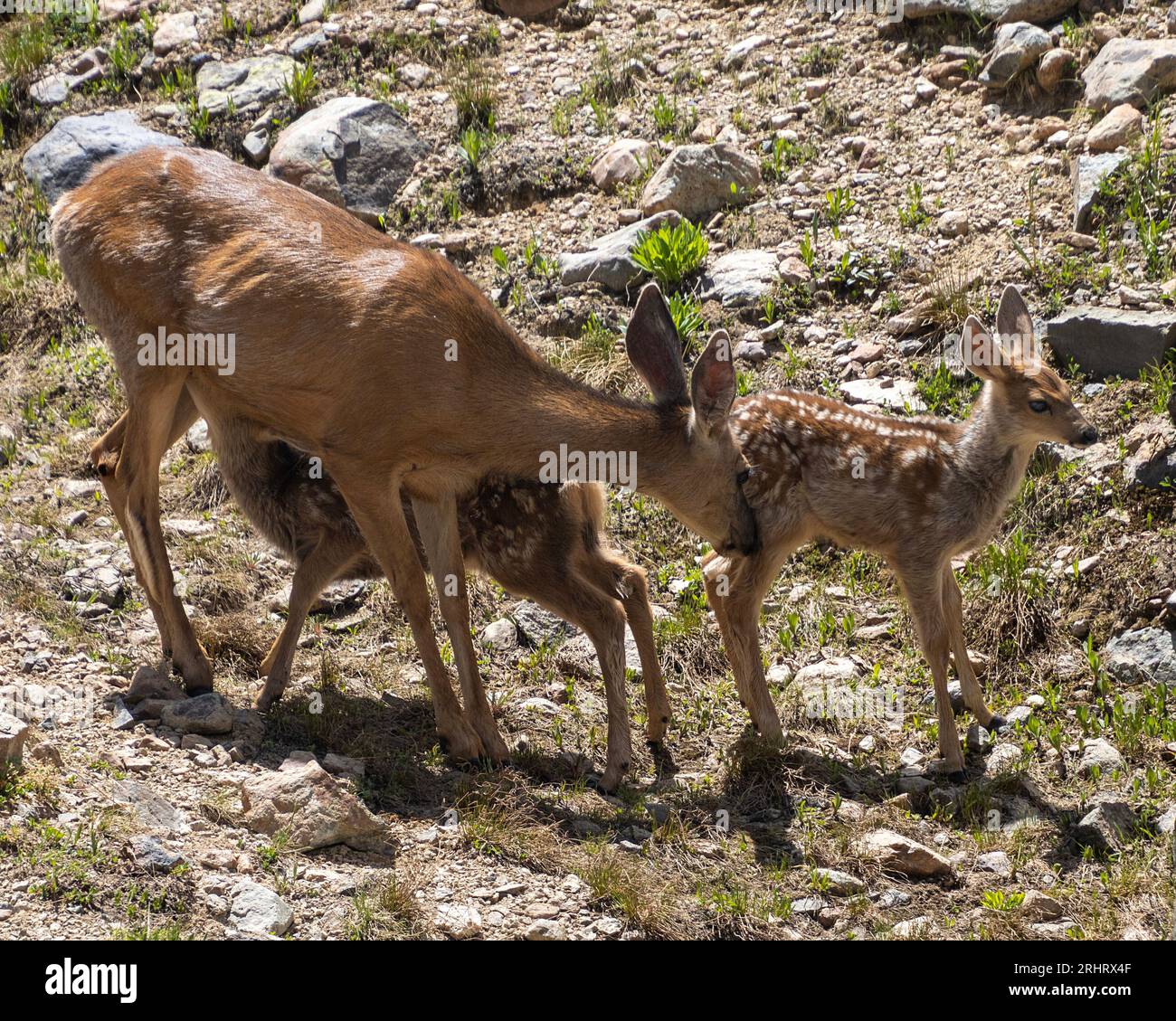 Mule deer family picture. Mother and fawns in the wild. One is suckling ...
