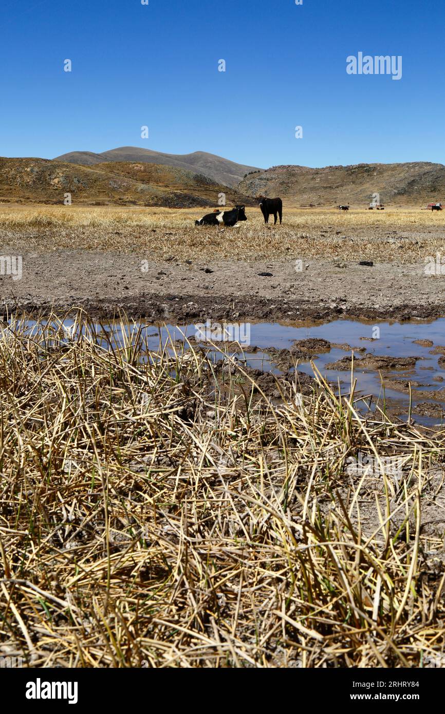 Lake Titicaca, BOLIVIA; August 18th 2023: Dead totora reeds and grazing ...