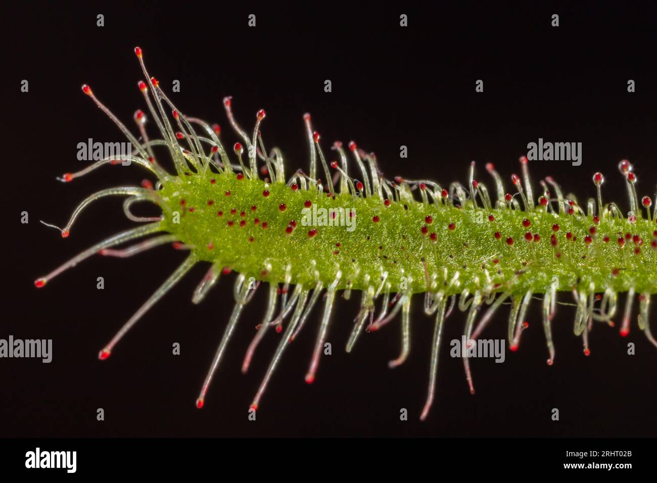 Carnivorous plant Drosera capensis, known as Cape sundew in selective ...