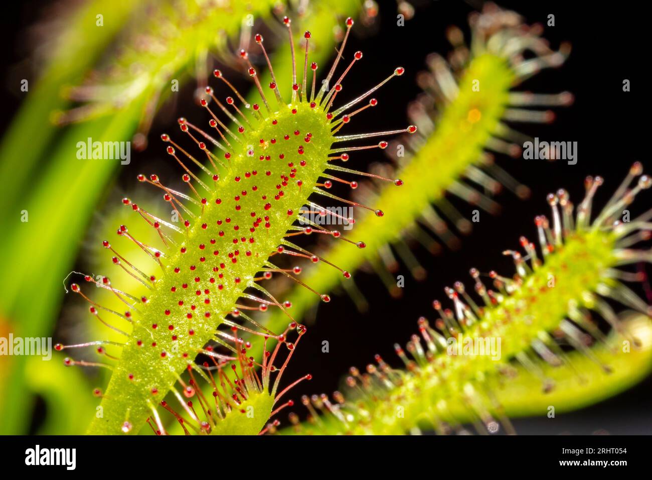 Carnivorous plant Drosera capensis, known as Cape sundew in selective ...