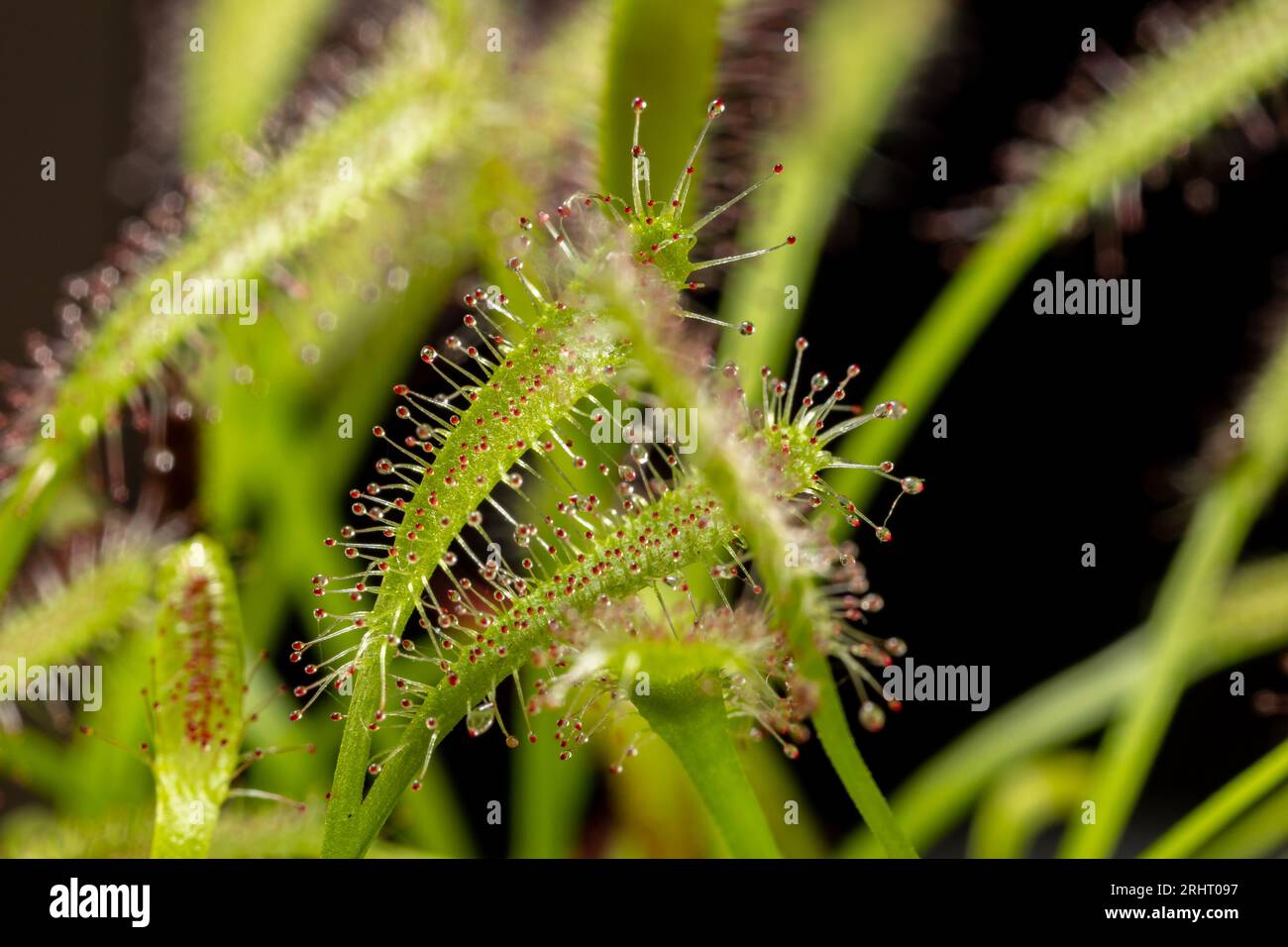 Carnivorous plant Drosera capensis, known as Cape sundew in selective ...