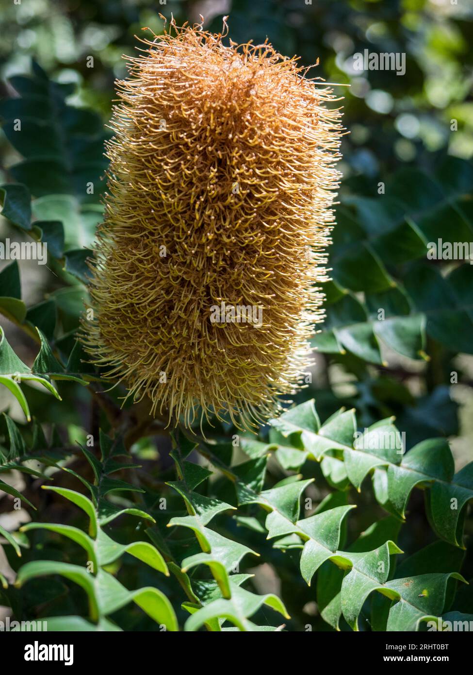 Bull Banksia (banksia grandis) on path to Toolbrunup Peak, Stirling ...