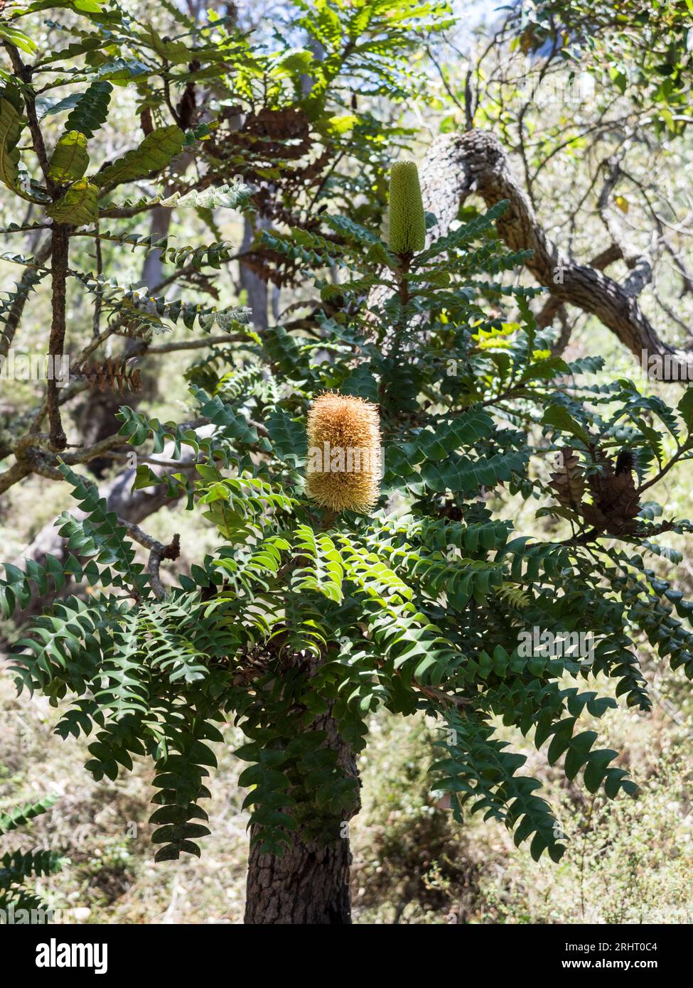 Bull Banksia (banksia grandis) on the path to Toolbrunup Peak, Stirling ...