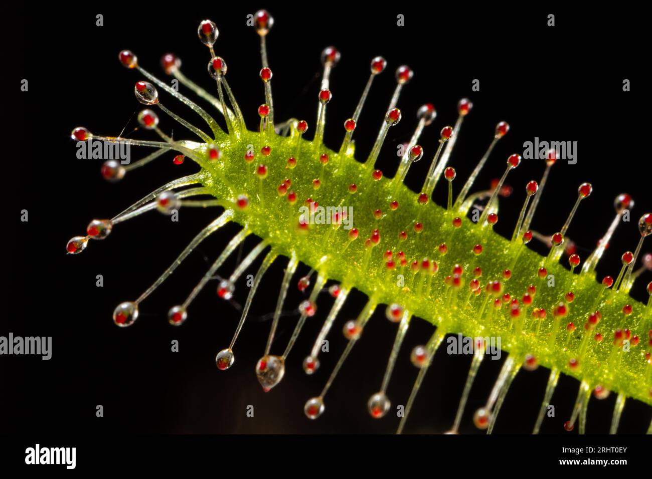 Carnivorous plant Drosera capensis, known as Cape sundew in selective ...