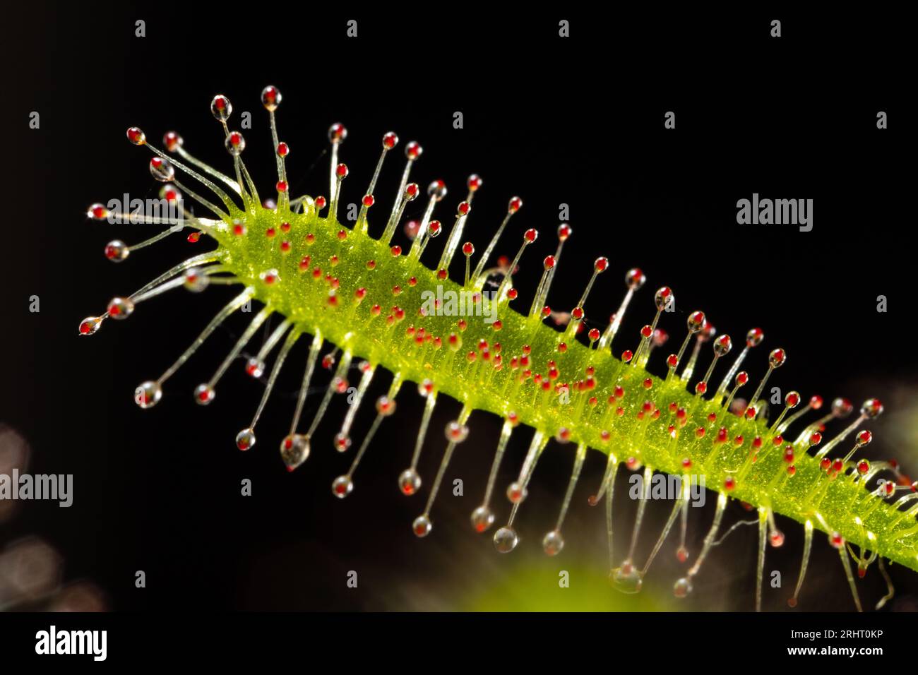 Carnivorous plant Drosera capensis, known as Cape sundew in selective ...