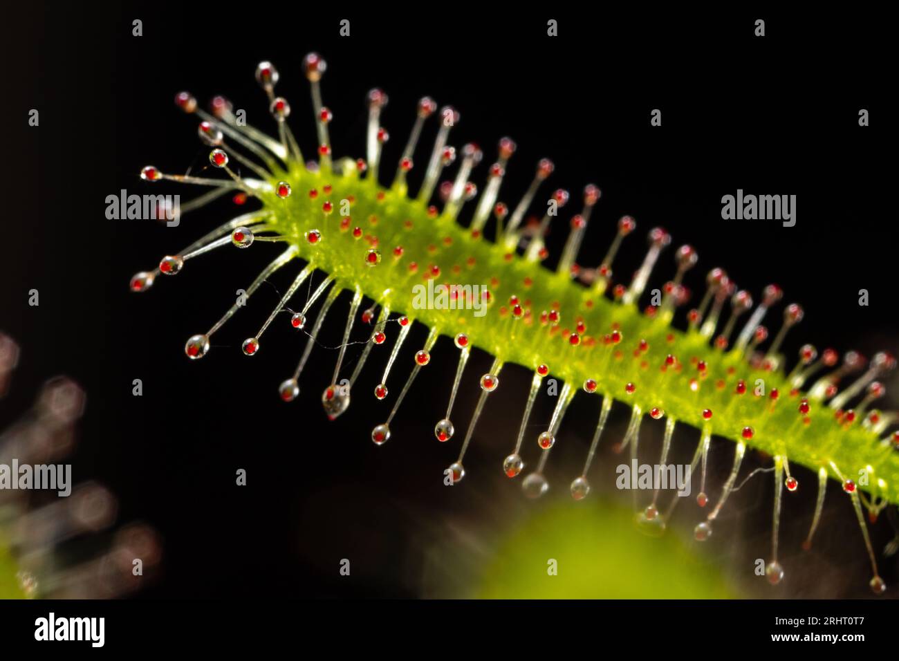 Carnivorous plant Drosera capensis, known as Cape sundew in selective ...