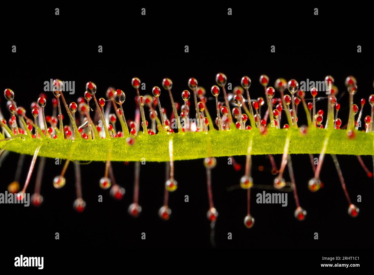 Carnivorous plant Drosera capensis, known as Cape sundew in selective ...