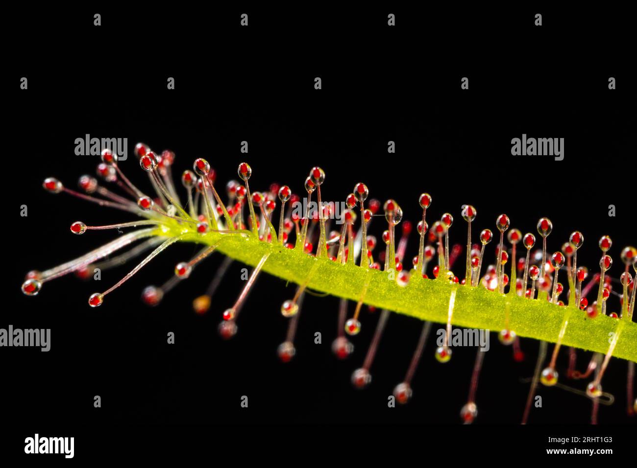 Carnivorous plant Drosera capensis, known as Cape sundew in selective ...