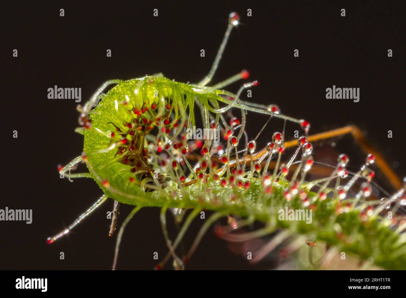 Carnivorous plant Drosera capensis, known as Cape sundew in selective ...