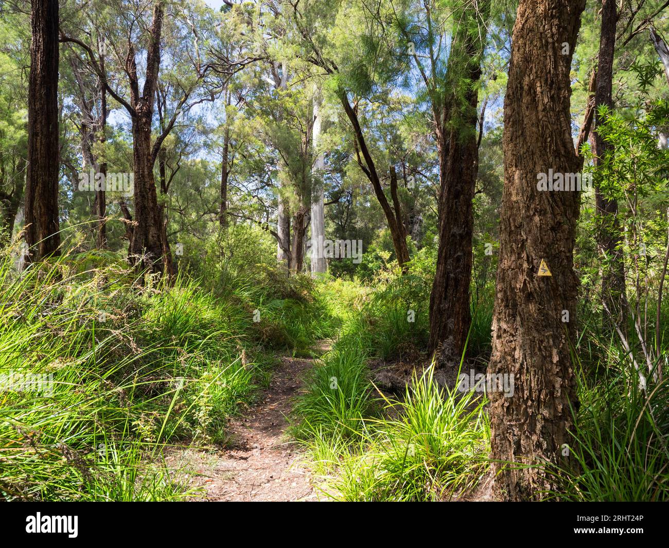 Bibbulmun Track with Waugal marker near Frankland River, Walpole ...
