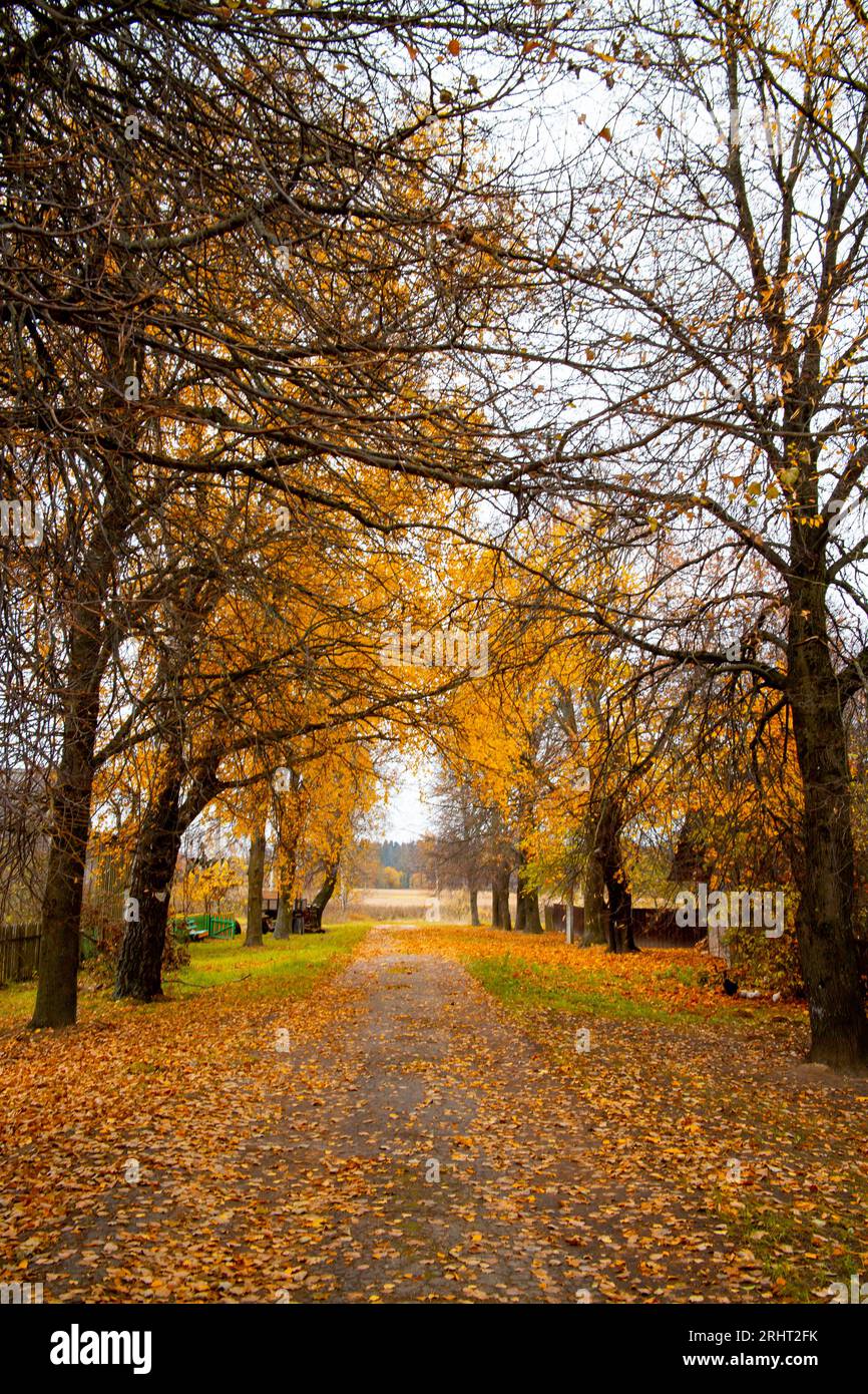 Autumn road in the countryside covered with leaves. Vertical frame ...