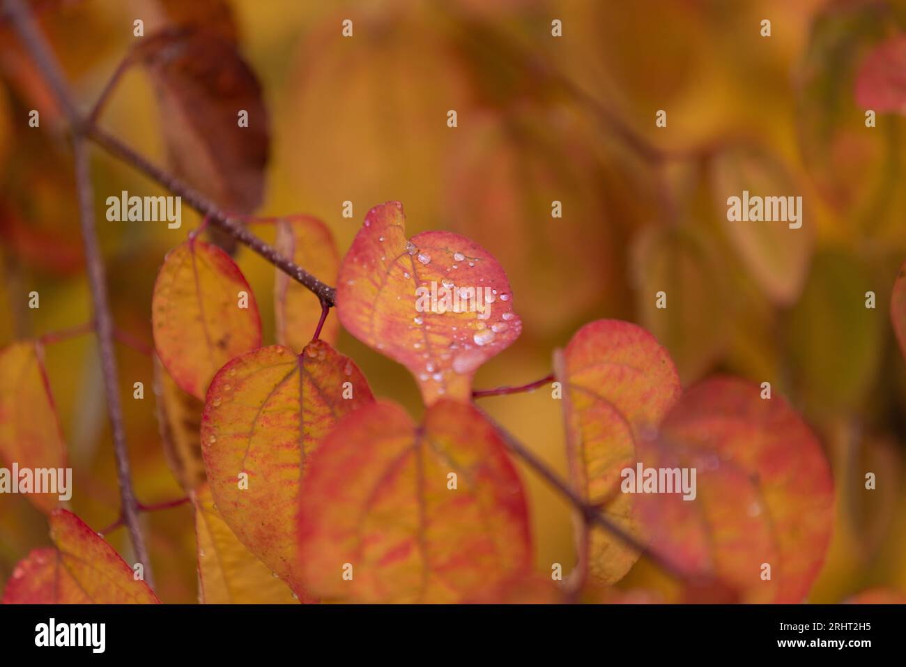 Hjerter i naturen hi-res stock photography and images - Alamy