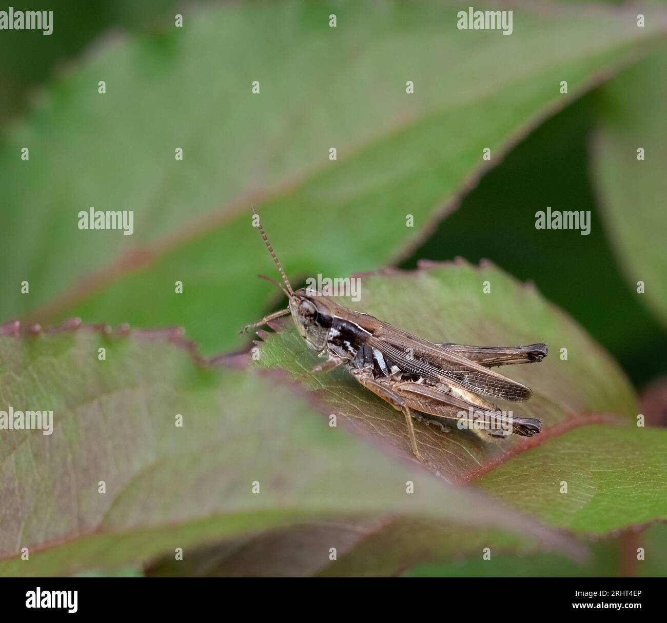 American grasshopper hi-res stock photography and images - Alamy