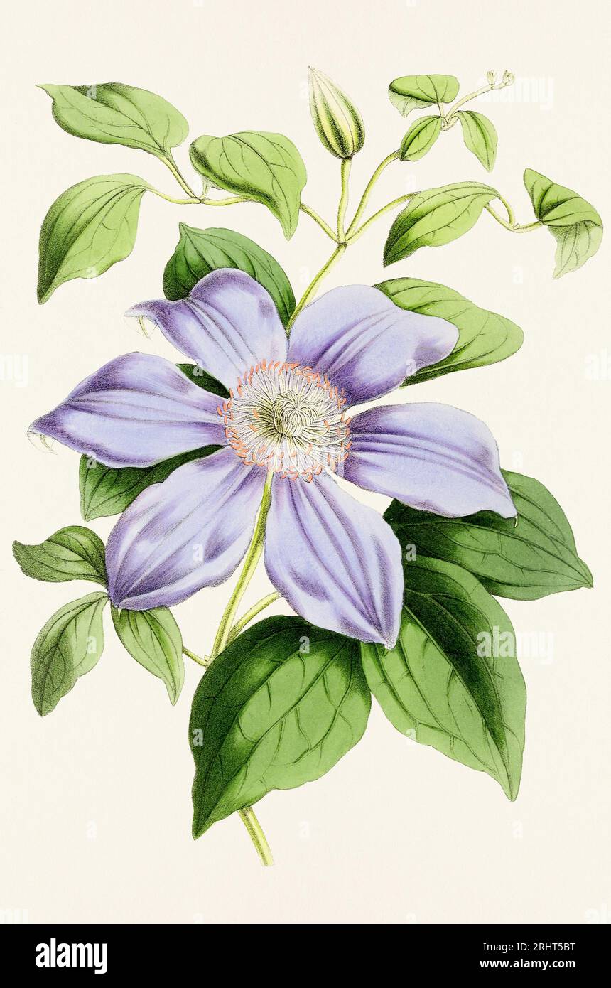 Cream old fashioned rose hi-res stock photography and images - Alamy