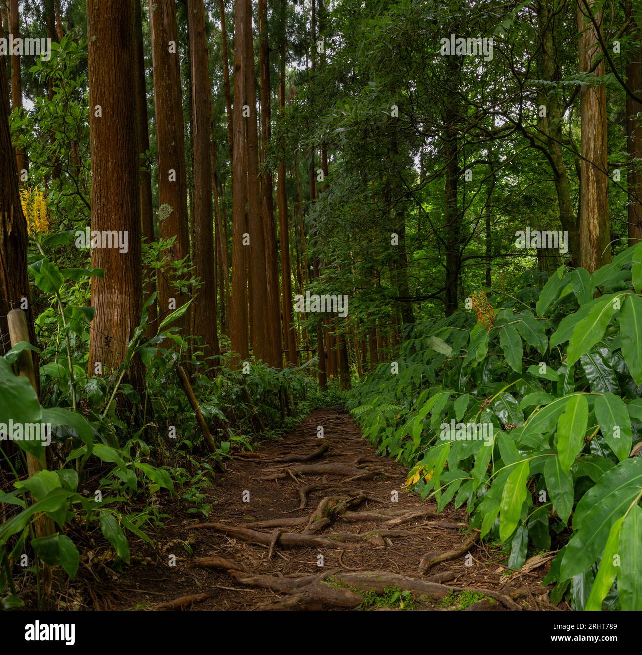 Beautiful view of dirt path in green forest with tall trees and old ...