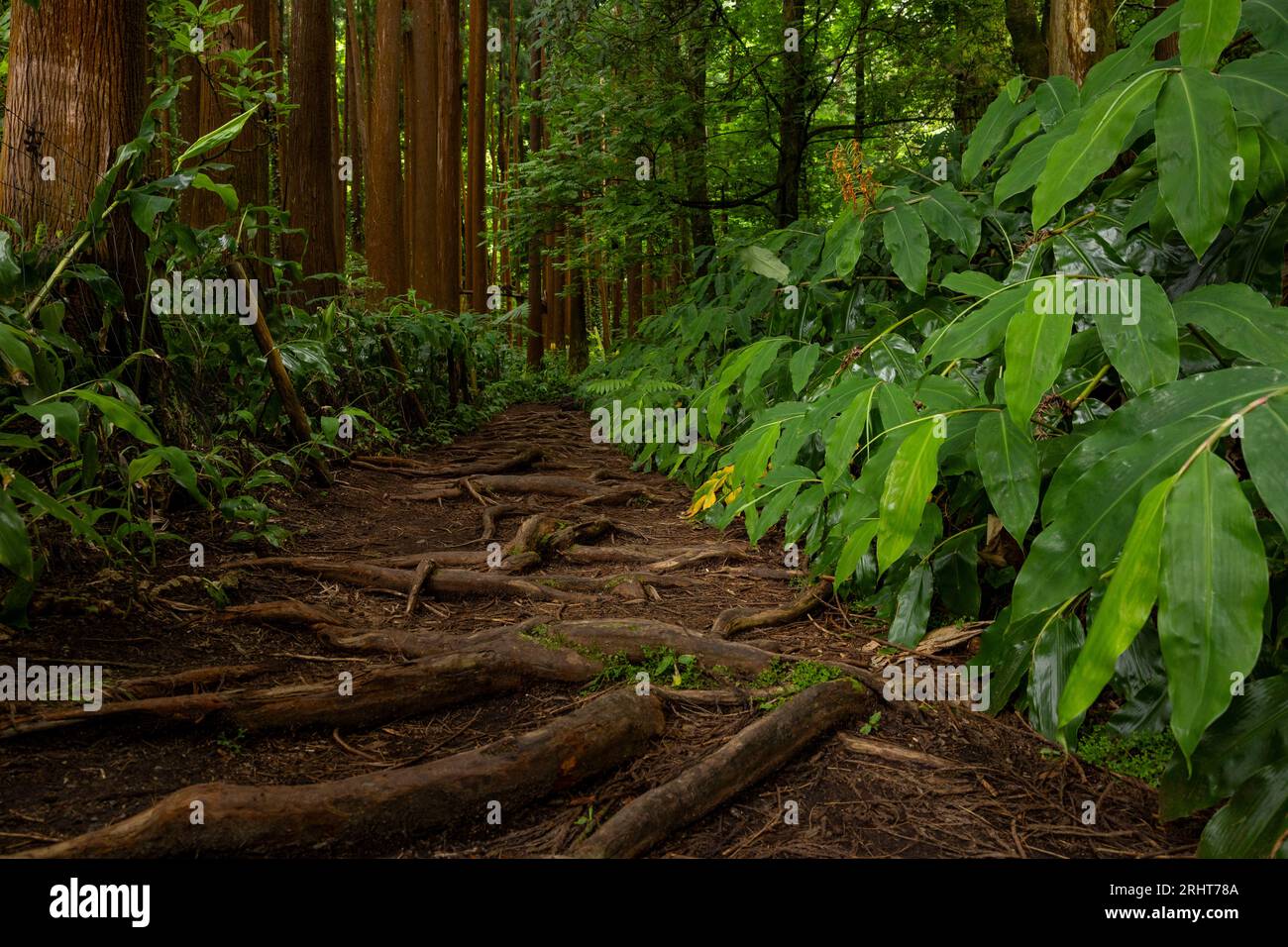 Beautiful view of dirt path in green forest with old tree roots ...