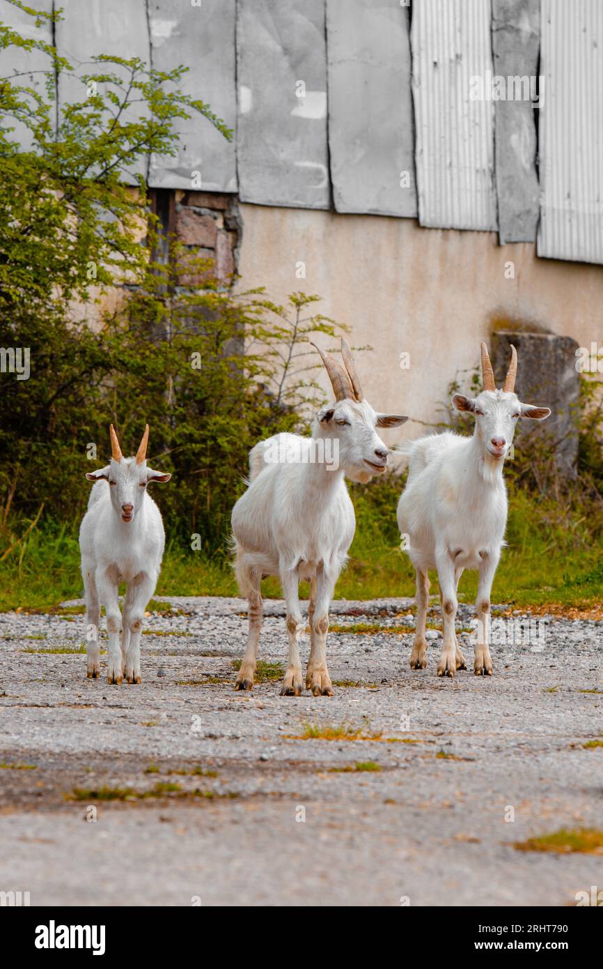 Goat standing on cow hi-res stock photography and images - Alamy
