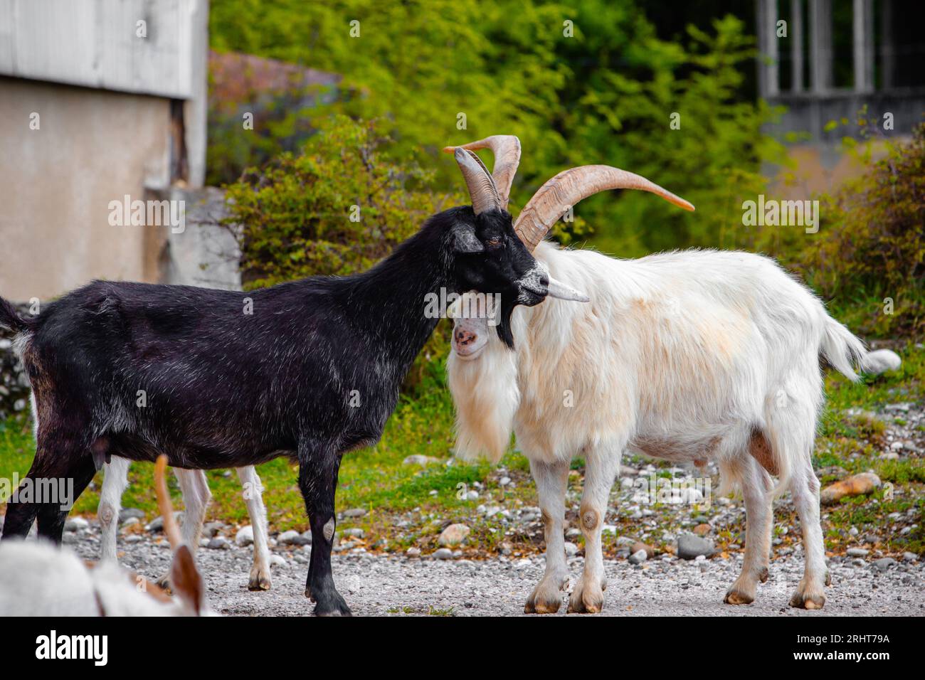 White young goat big hi-res stock photography and images - Alamy