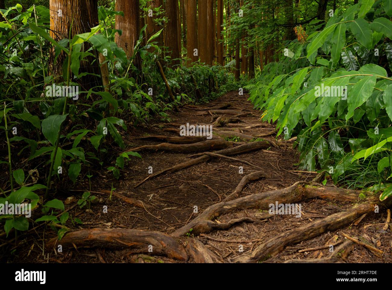 Beautiful view of dirt path in green forest with old tree roots ...