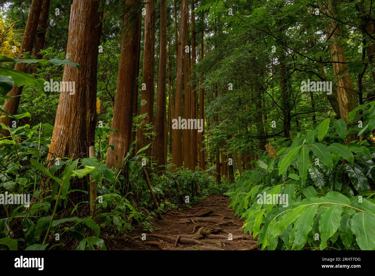 Beautiful view of dirt path in green forest with tall trees and old ...