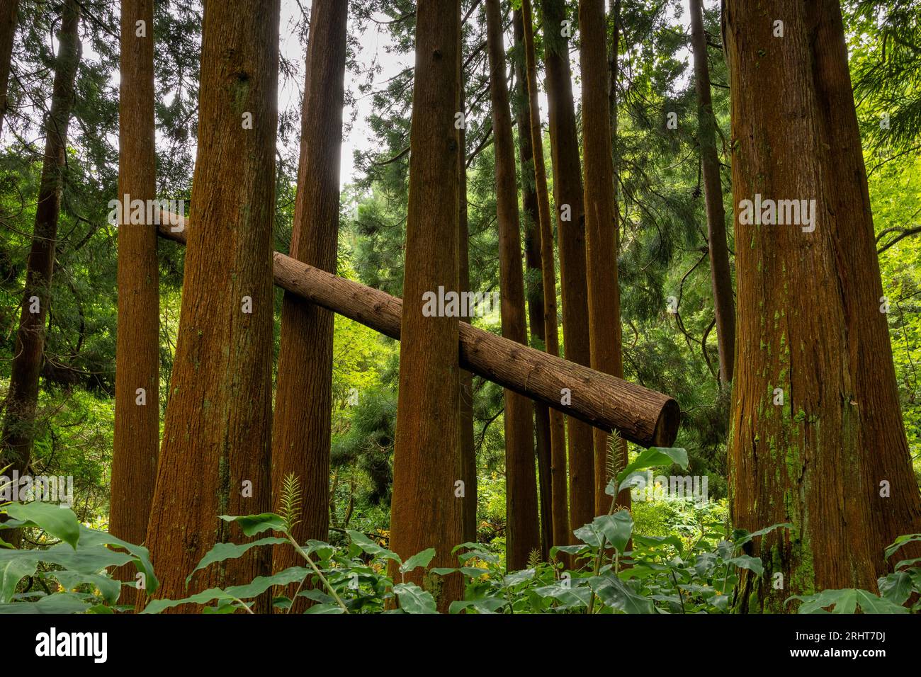 Green Forest with tall trees in the Park (Mata Jose do Canto) on the ...