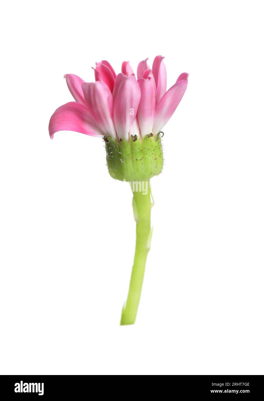 One beautiful pink daisy bud isolated on white Stock Photo - Alamy