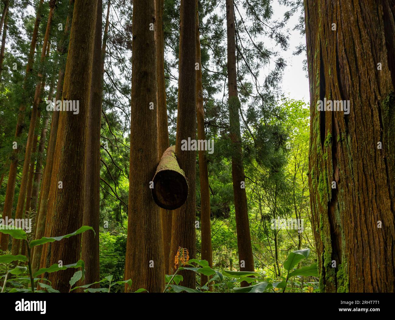 Green Forest with tall trees in the Park (Mata Jose do Canto) on the ...