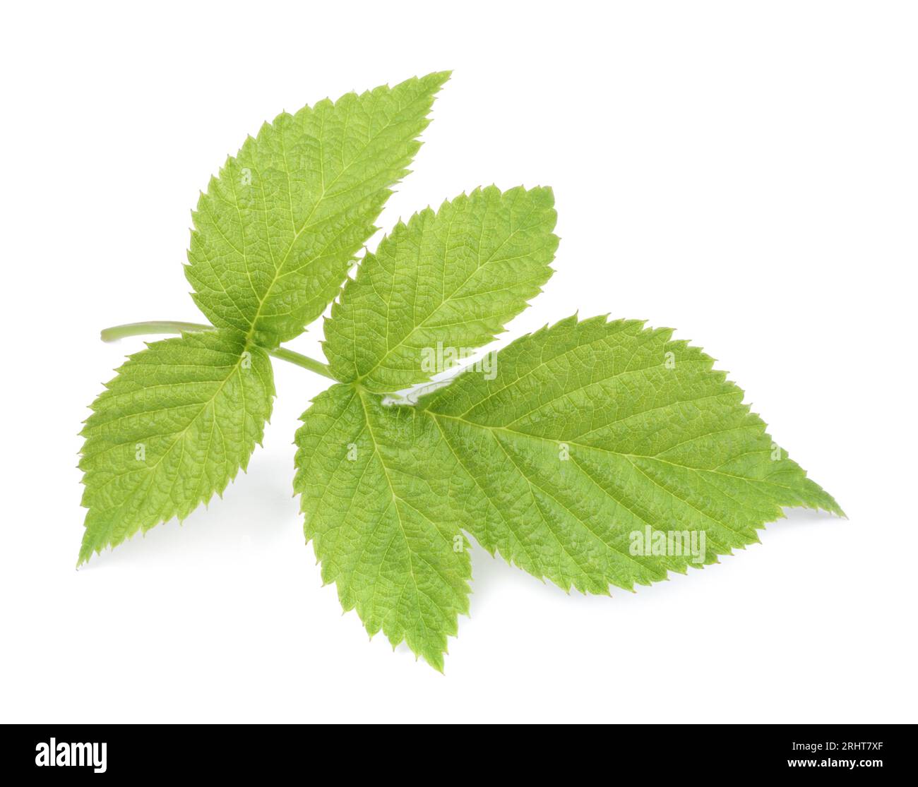 Stem with green raspberry leaves isolated on white Stock Photo - Alamy
