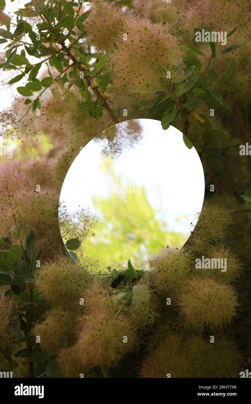 Round mirror among branches of smoke bush reflecting tree and sky Stock ...