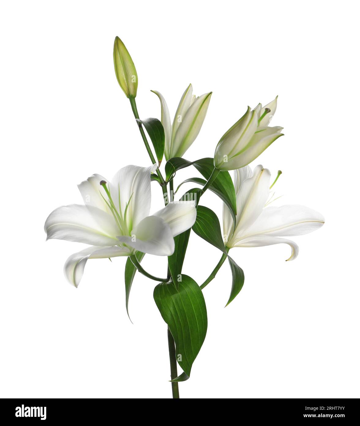 Beautiful fresh lily plant isolated on white Stock Photo - Alamy