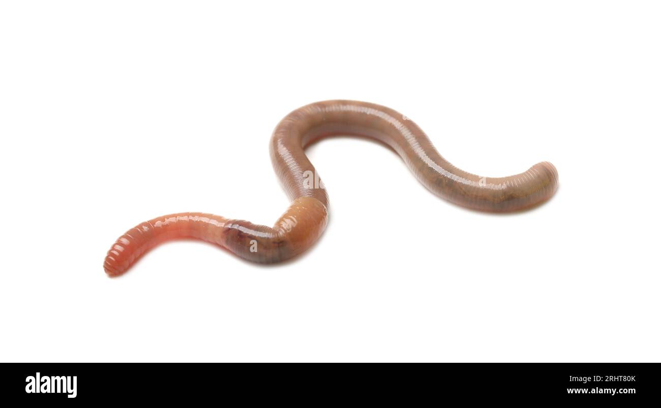 One earthworm isolated on white. Terrestrial invertebrates Stock Photo ...
