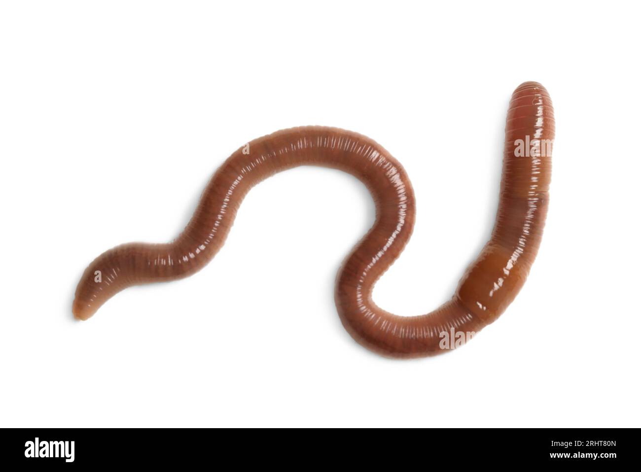 One earthworm isolated on white, top view. Terrestrial invertebrates ...