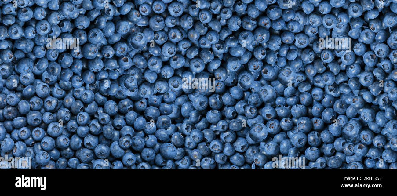 Fresh blueberries as background, top view. Banner design Stock Photo ...