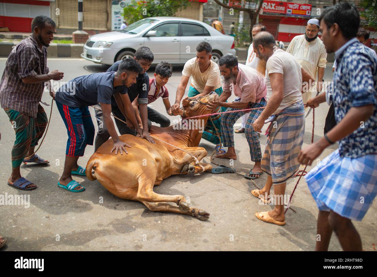 Animals slaughter sacrificial animal on the street in Dhaka for the ...