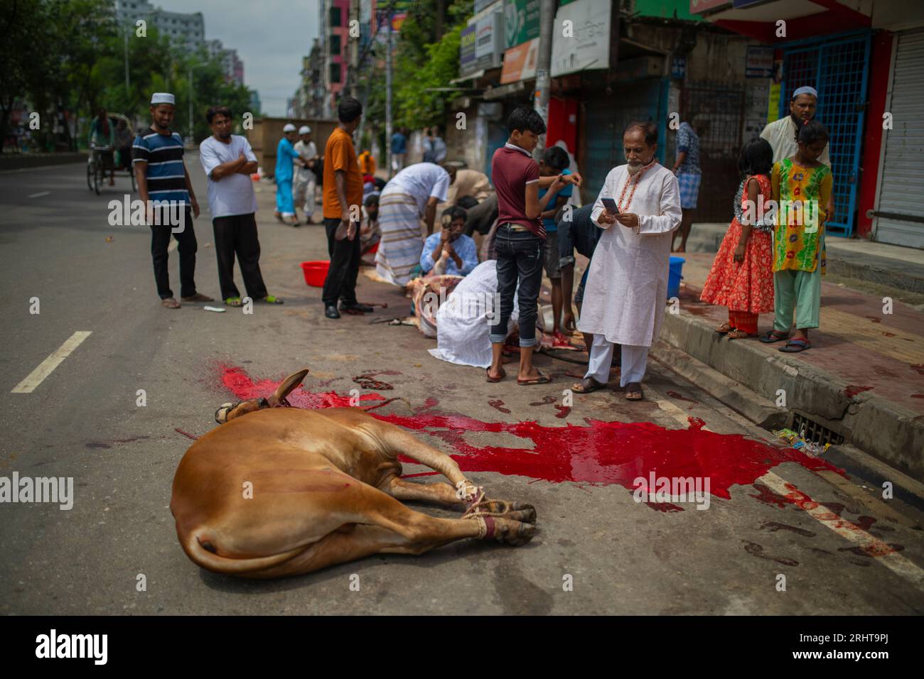 Animals slaughter sacrificial animal on the street in Dhaka for the ...