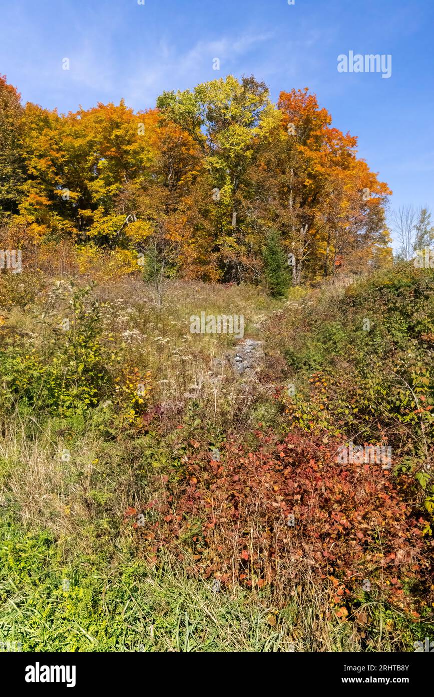 Colourful autumn foliage on trees in Muskoka Ontario Stock Photo - Alamy