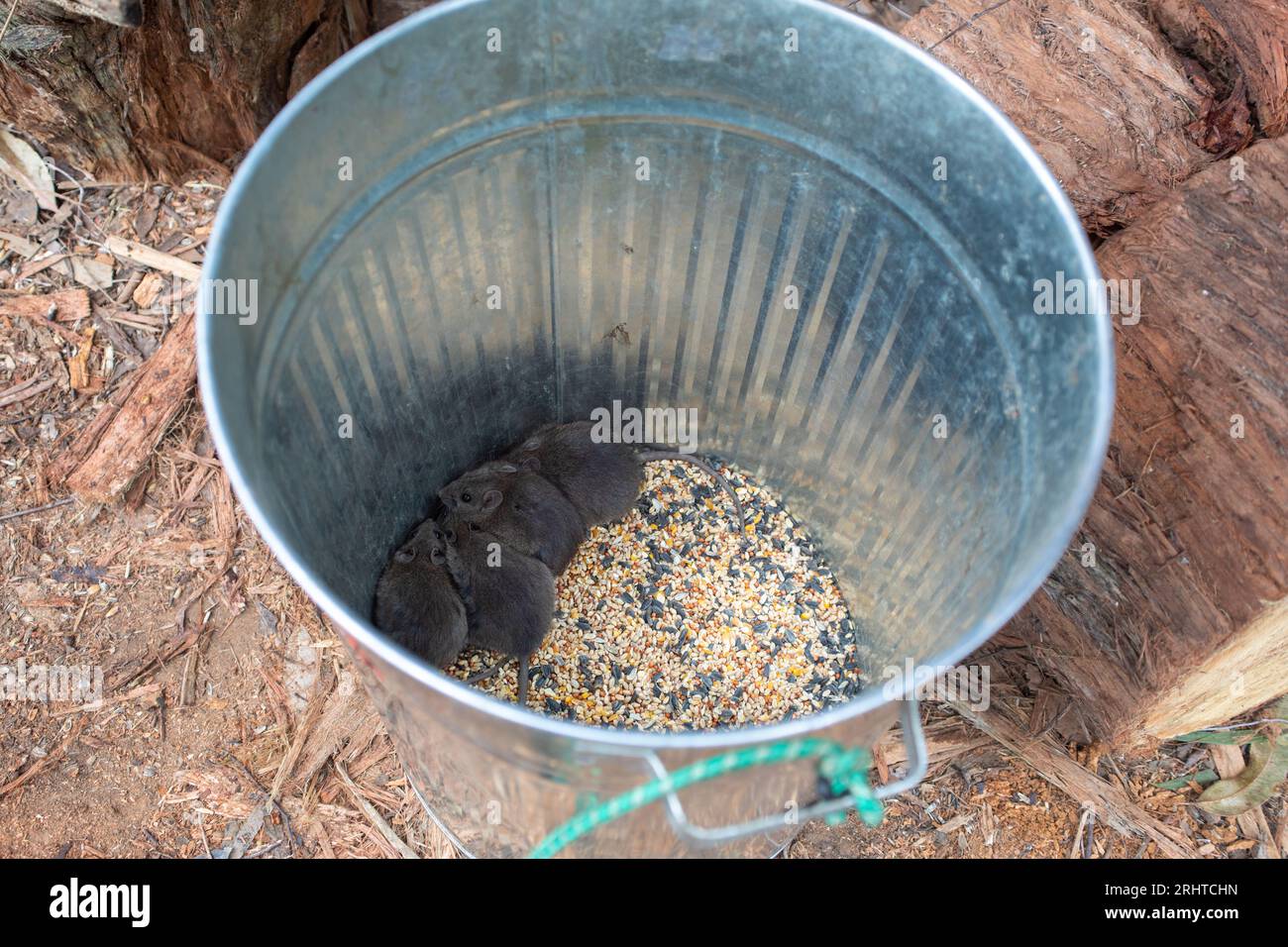 Four Australian Bush Rats huddled together in a Tin bin, filled with ...