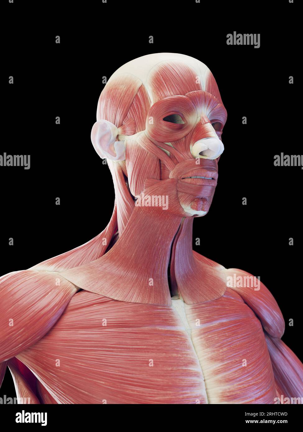 Muscles of the upper torso, illustration Stock Photo - Alamy