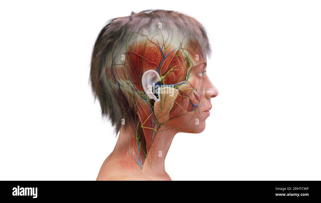Female head and neck muscles, illustration Stock Photo - Alamy
