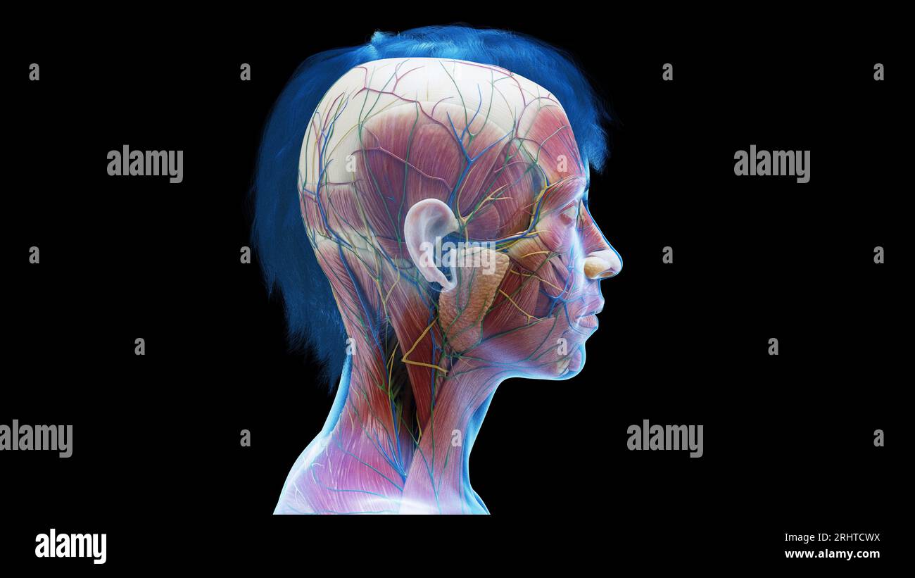 Female head and neck muscles, illustration Stock Photo - Alamy