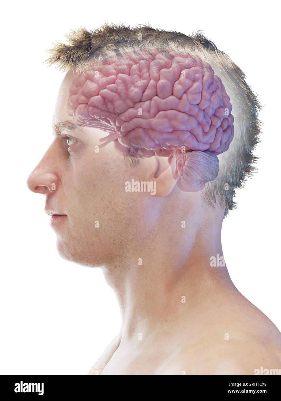 Male brain, illustration Stock Photo - Alamy
