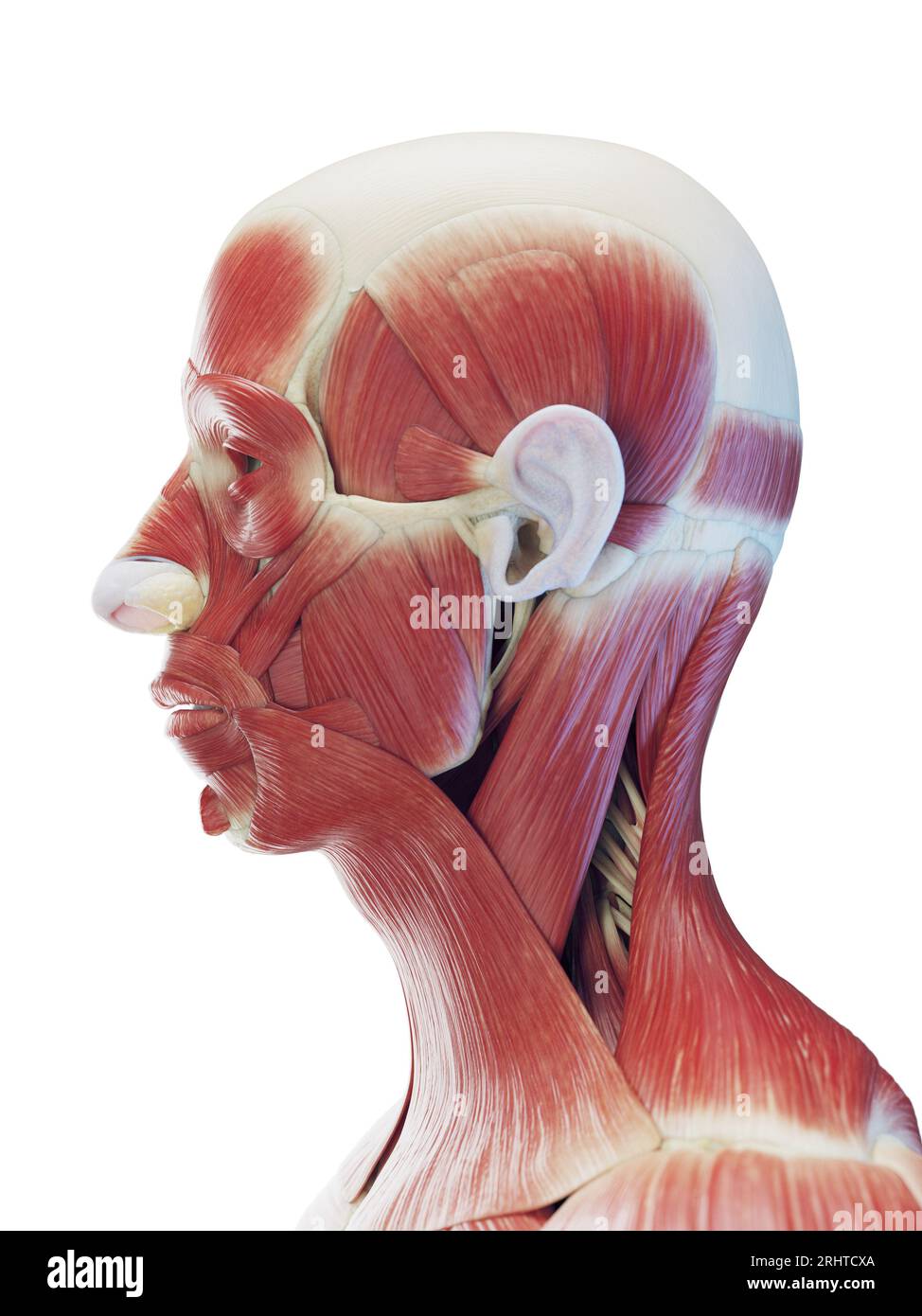 Male head and neck muscles, illustration Stock Photo - Alamy