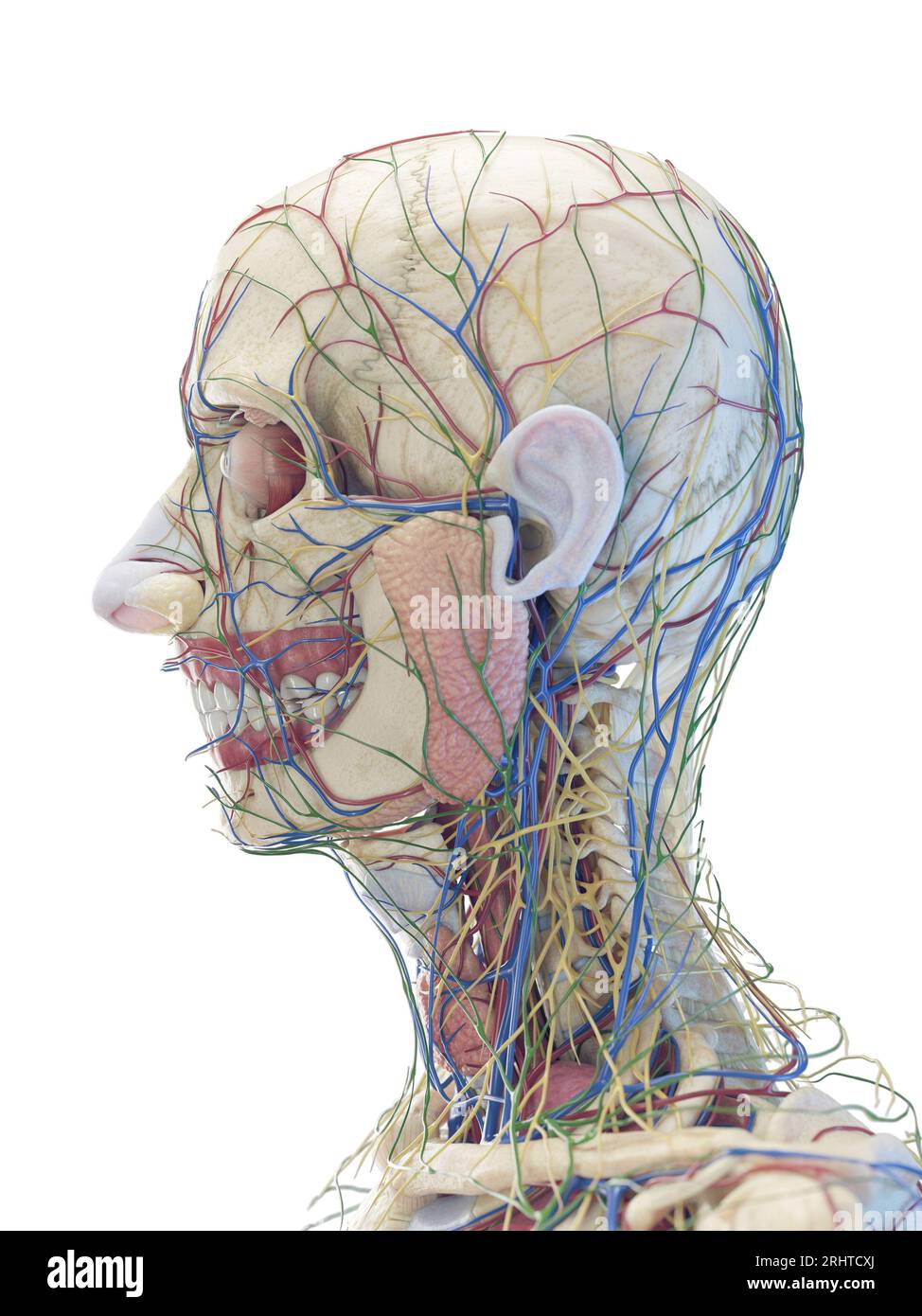 Male face and neck anatomy, illustration Stock Photo - Alamy